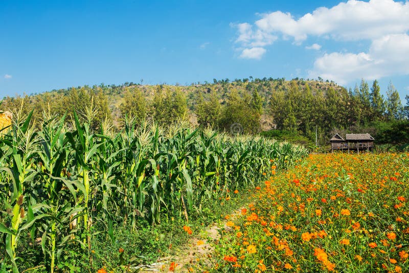 Tambomachay Inca Ruins, Near Cusco, in Peru Stock Photo - Image of ...