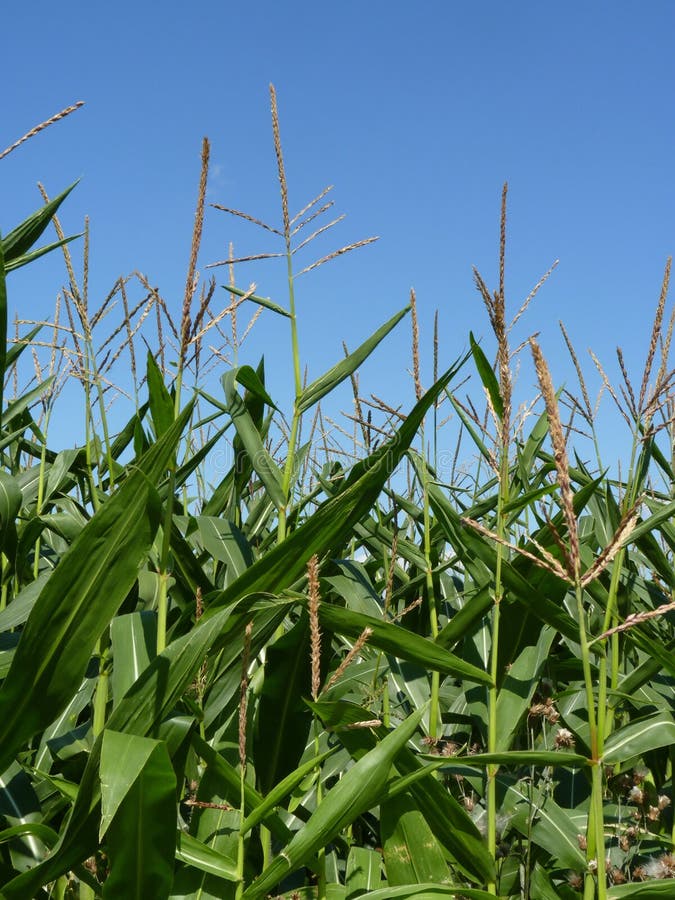 Corn Field on Blue Sky Background Stock Photo - Image of detail, corn ...