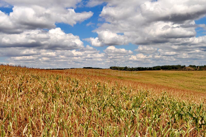 Corn Field stock photo. Image of maize, vegetable, farmland - 6039286