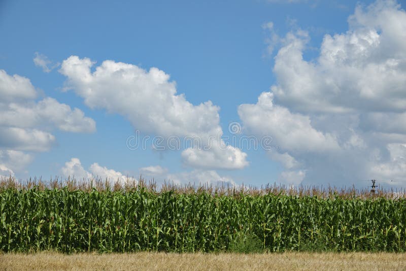 Corn field and rain clouds stock photo. Image of agricultural - 214598260