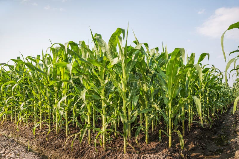 Corn Field and Blue Sky with Clouds. Stock Image - Image of cornfield ...
