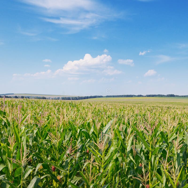 Corn field and blue sky stock image. Image of clear, horizon - 44304933