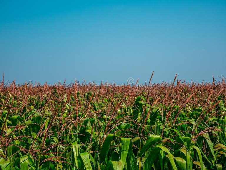 Corn Field and the Blue Sky Stock Photo - Image of organic, meadow ...