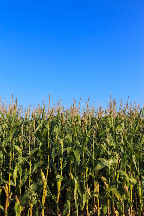 Corn field vertical stock image. Image of outdoor, agriculture - 111036797