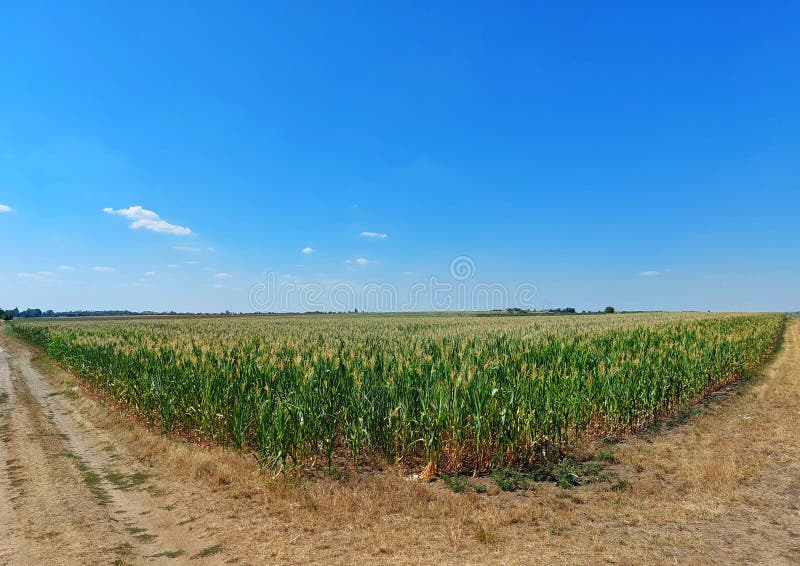 Corn Field and Blue Sky in Germany during Summer Stock Photo - Image of ...