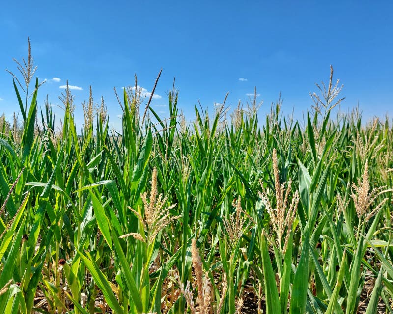 Corn Field and Blue Sky in Germany during Summer Stock Image - Image of ...