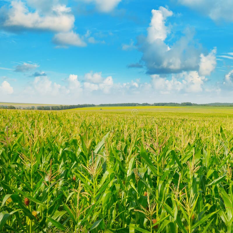 Corn field and blue sky stock photo. Image of crop, grassland - 75883358