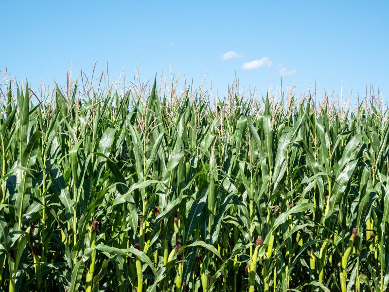 Corn Field with Blue Sky in Summer Stock Image - Image of food, maize ...