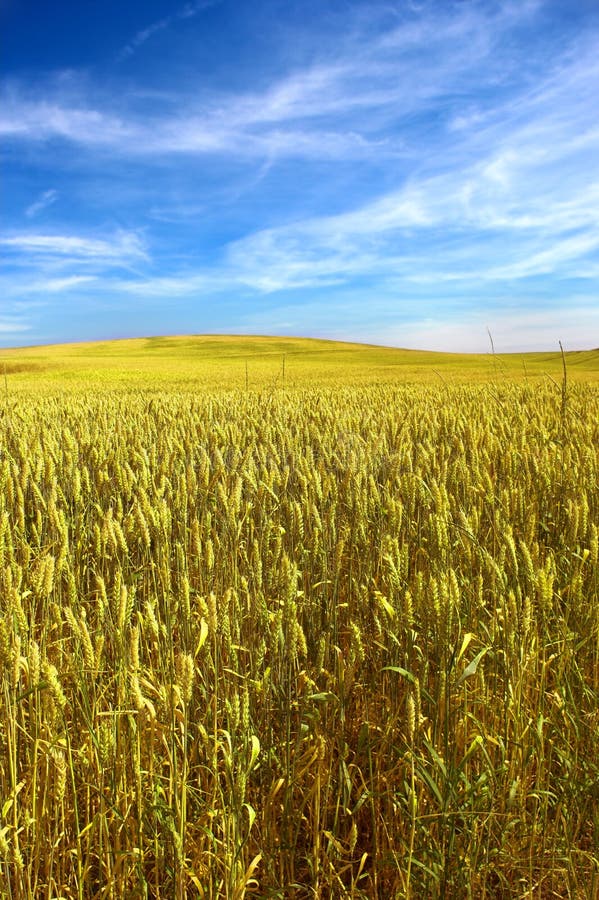 Corn Field - Blue Sky Summer Stock Photo - Image of crop, agriculture ...