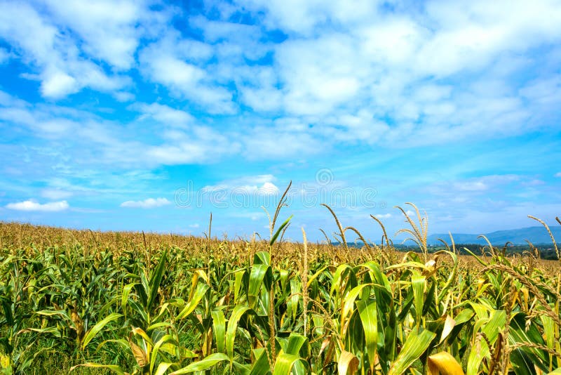 Corn field with blue sky stock photo. Image of food, yellow - 47809026