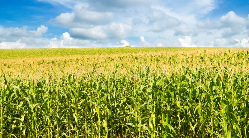 Corn Field and Blue Sky. Wide Photo Stock Photo - Image of leaves ...