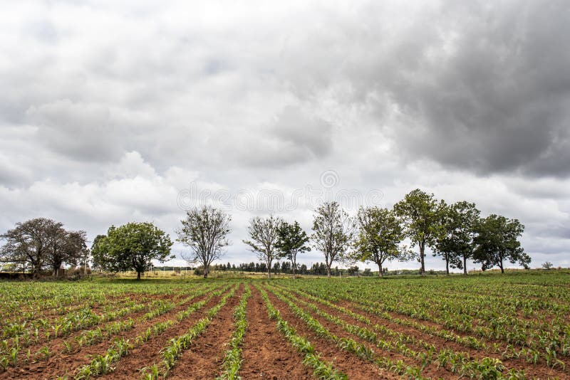 Corn field in Brazil stock photo. Image of little, agriculture - 165598488