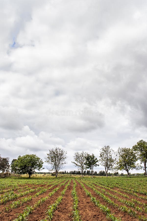 Corn field in Brazil stock photo. Image of nature, food - 165598506