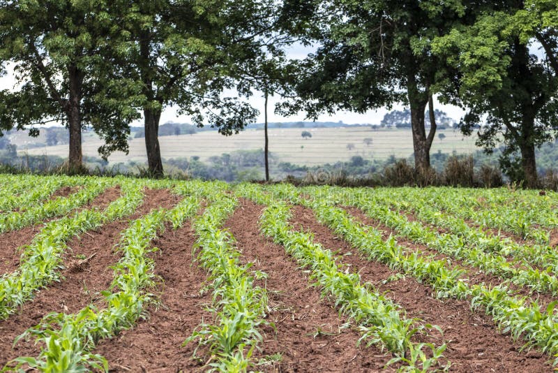 Corn field in Brazil stock image. Image of crop, little - 165598561