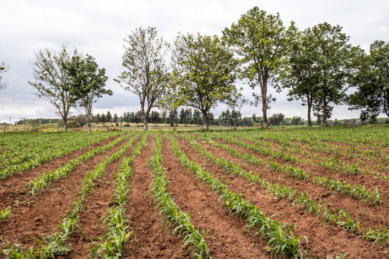 Corn field in Brazil stock photo. Image of cereal, landmark - 165598624