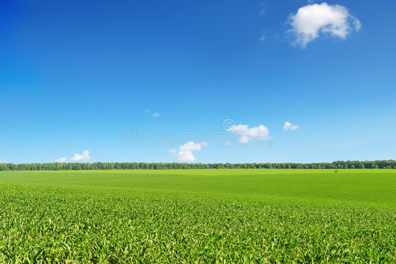 Corn Field on Bright Day on Background Blue Sky Stock Image - Image of ...
