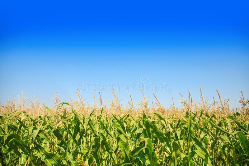 Corn Field Against the Blue Sky. Stock Image - Image of cereal ...