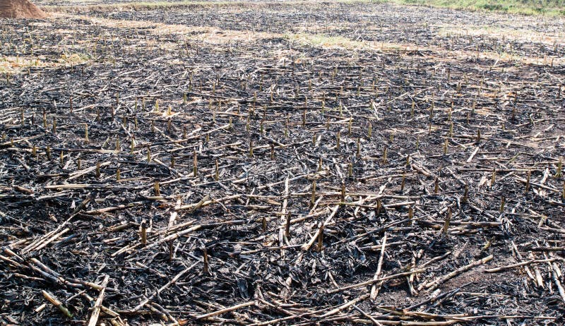 Corn burn in fire stock image. Image of burn, tasty - 123796763