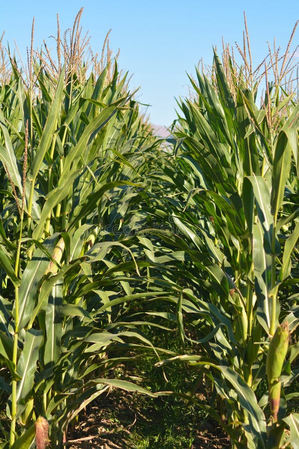 Rows of Young, Green, Powerful Sunflowers, Clean from Diseases, Weeds ...