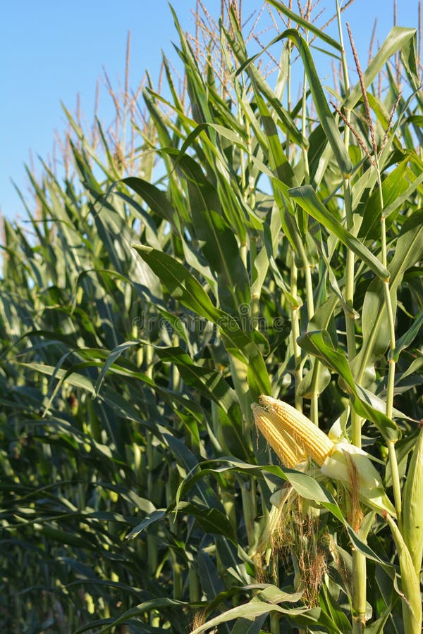 Corn Field. Corn on the Bushes. Green Field of Corn with Cobs ...