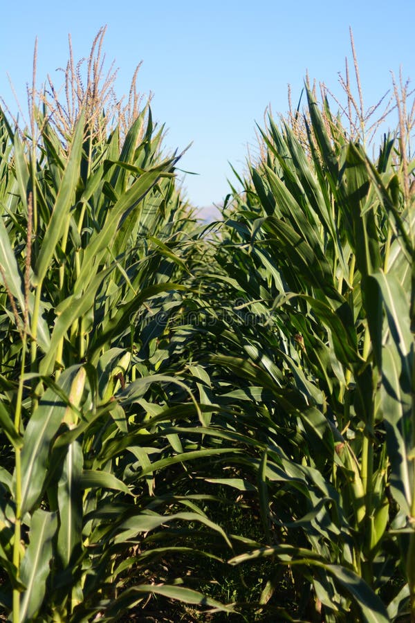 Corn Field. Corn on the Bushes. Green Field of Corn with Cobs Stock ...