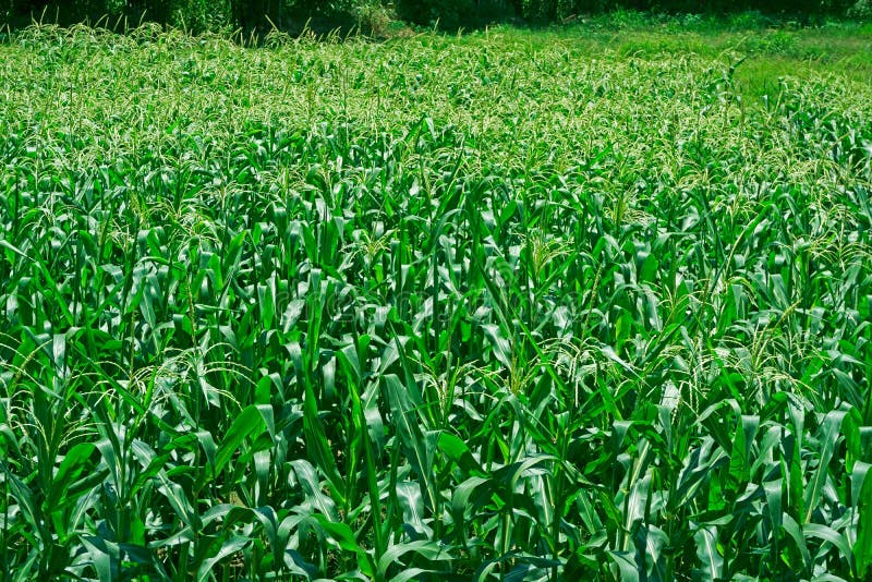 Corn Field in Clear Day,Corn Tree at Farm Land Stock Image - Image of ...