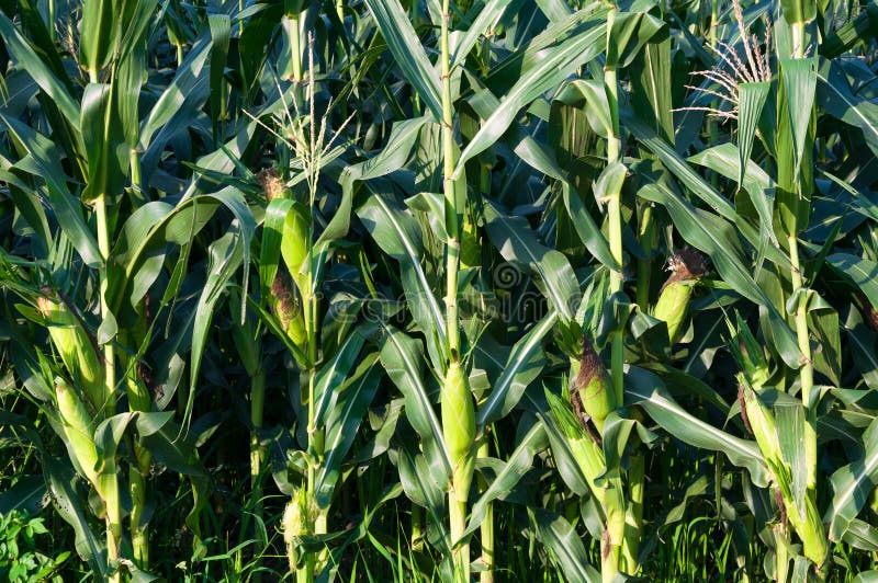 Corn Field in Clear Day,Corn Tree at Farm Land Stock Photo - Image of ...