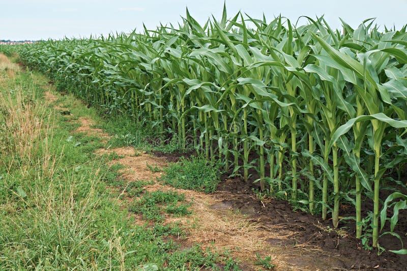 Corn Field Close-up on the Background of Clouds. Side View. Stock Photo ...