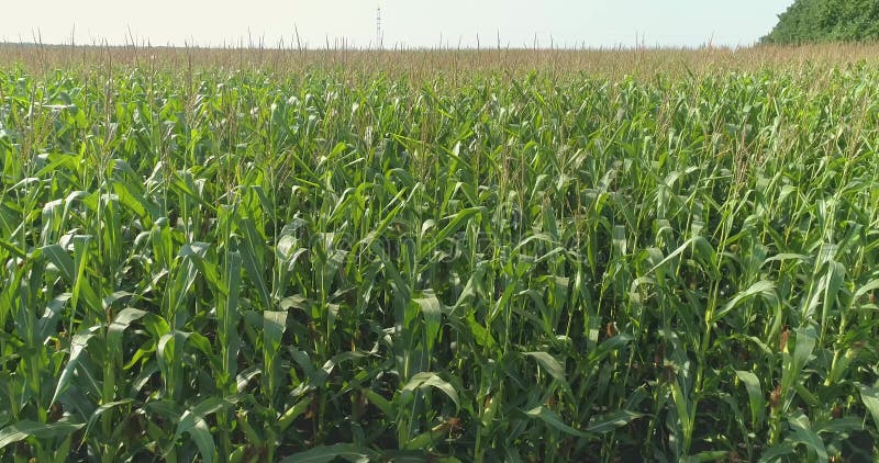 Corn Field Close-up. Growing Corn Close-up. Agriculture Stock Video ...
