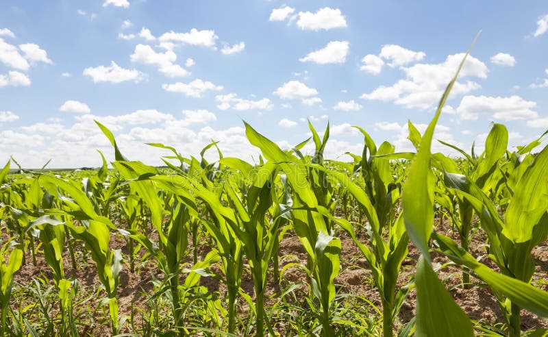 Corn field close-up stock image. Image of foliage, natural - 101442515