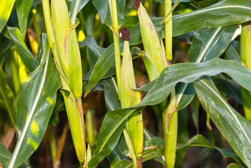 Corn field close up stock image. Image of agriculture - 63655603