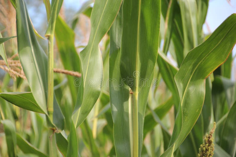 Corn Field close-up stock image. Image of background - 47147201