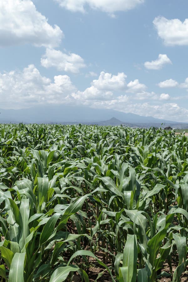 Corn Field Close-up at the Sunset Stock Photo - Image of farm, grain ...