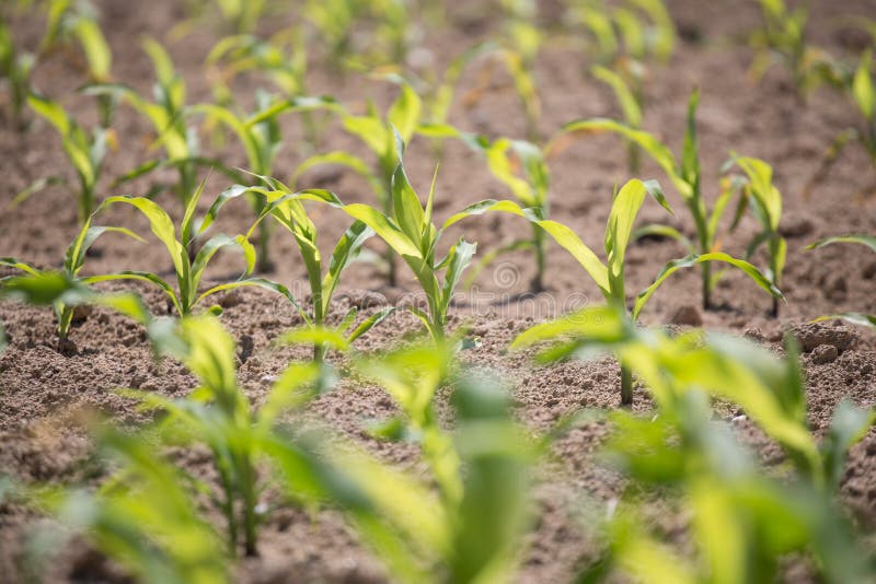 Corn field stock photo. Image of horizon, landscape, beautiful - 54822798