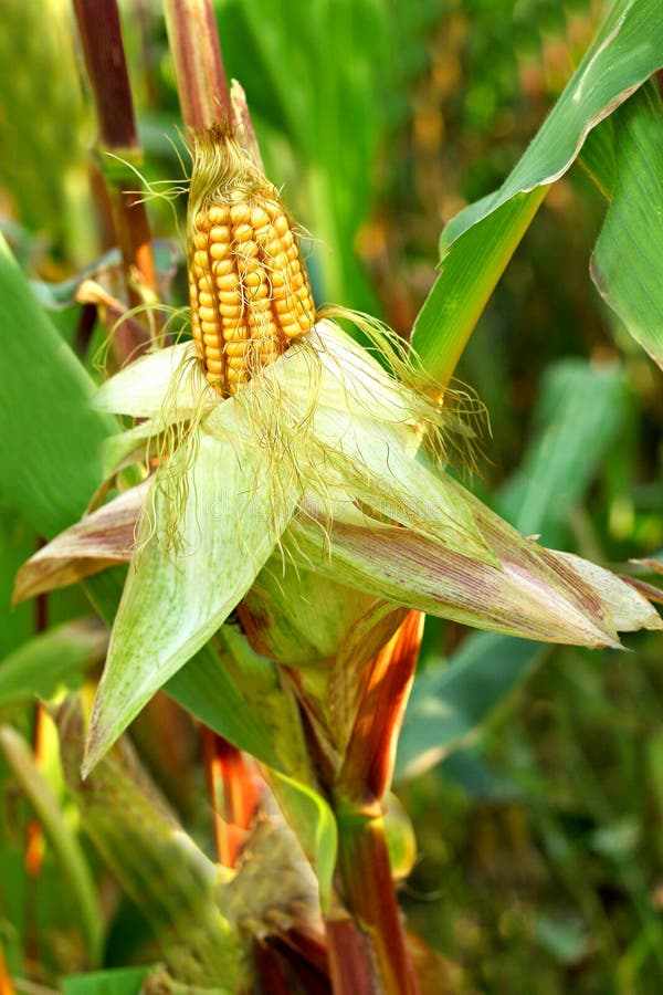 Corn in the field closeup. stock image. Image of meadow - 74711131