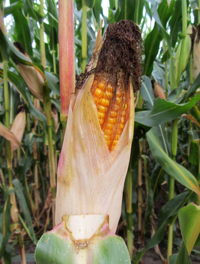 Corn Field. Cob of Corn on the Field. Stock Photo - Image of diet ...