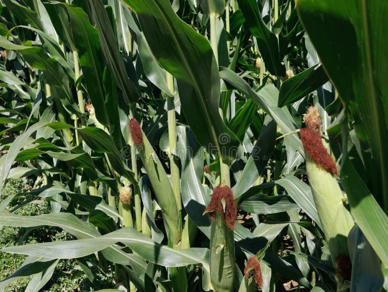 Corn Field, Cobs with Their Ears, Corn Cultivation, Cornfield Stock ...