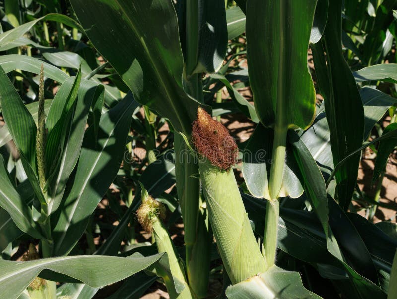 Corn Field, Cobs with Their Ears, Corn Cultivation, Cornfield Stock ...