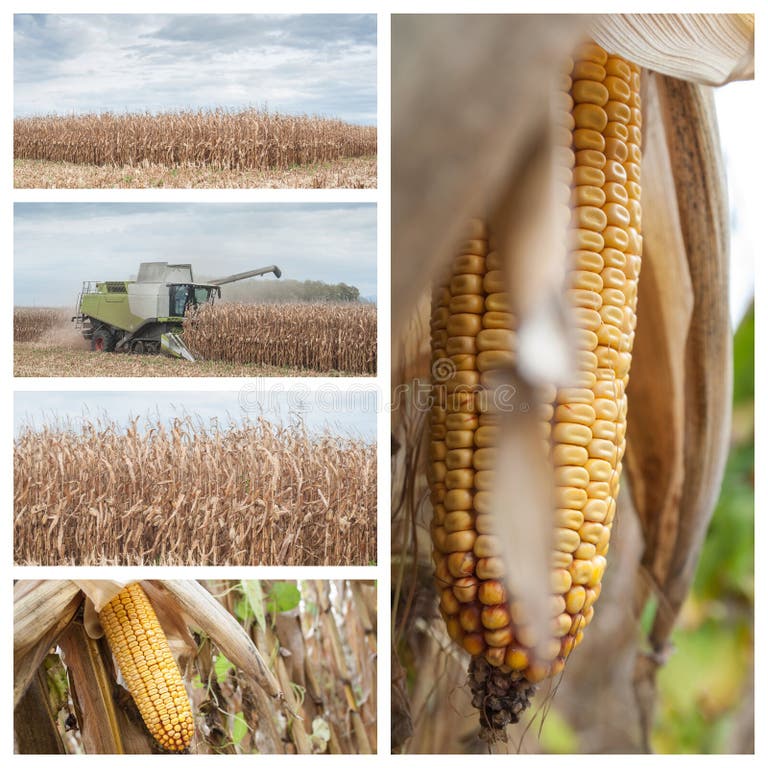 Corn field collage stock photo. Image of natural, corn - 105244676