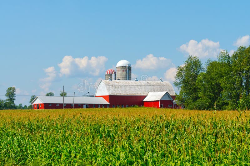 Corn Field stock photo. Image of field, corn, barn, sepia - 13516008