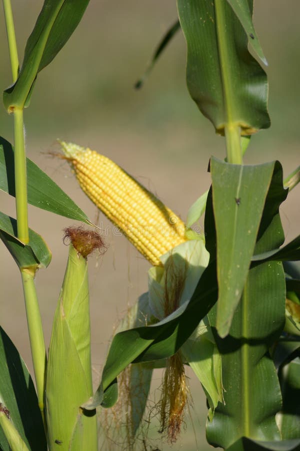 Corn Field. Corn on the Bushes. Green Field of Corn with Cobs ...