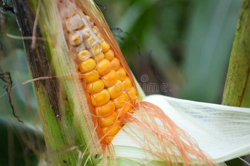 Corn in field, corn cob stock image. Image of plant, cornstalk - 42664173