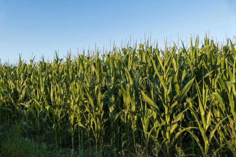 Corn Field with Corn Cobs Just before, during Harvest Stock Photo ...