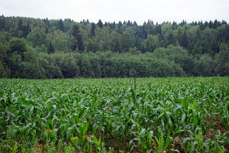 Corn field stock image. Image of cane, nature, woods - 121963387