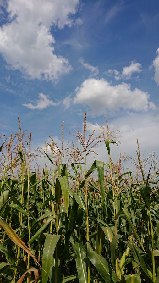 Corn field stock image. Image of summer, growth, cloud - 265893239