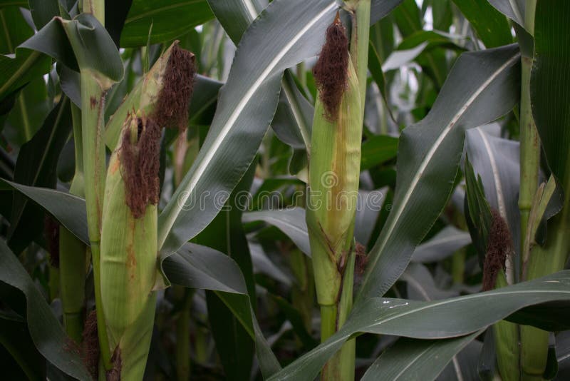 Corn field stock image. Image of plant, group, food - 184542403