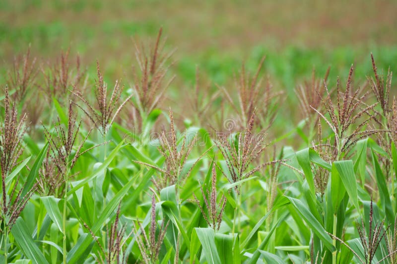 Corn-flower field stock photo. Image of corn, environment - 2395256