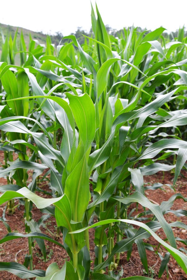 Corn Field with Corn Green Growing Stock Image - Image of blue, field ...