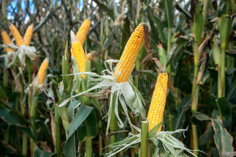 Corn on the Field. Corn Production. Ear of Corn Stock Photo - Image of ...