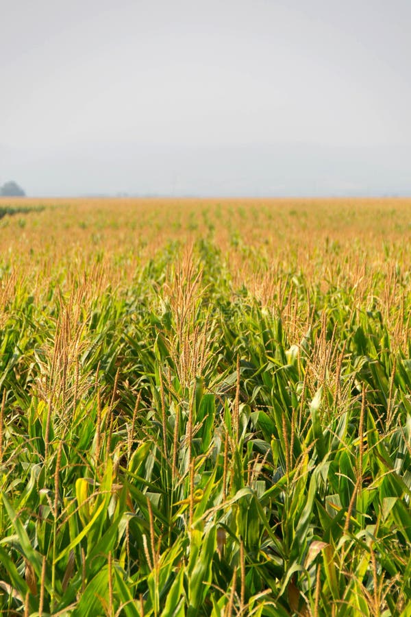 Corn, field of corn stock image. Image of country, crop - 97698631